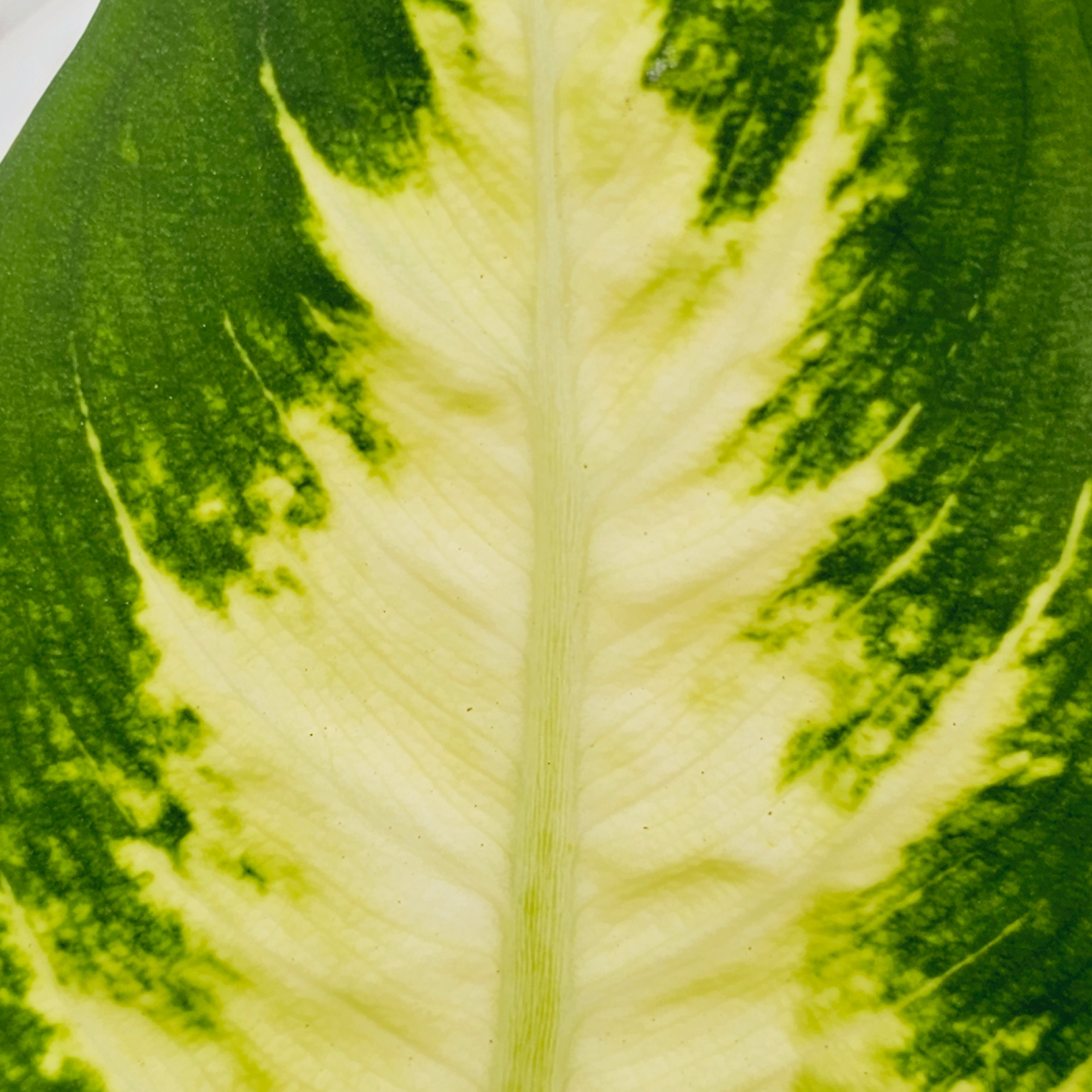Classic – Enliven Plants