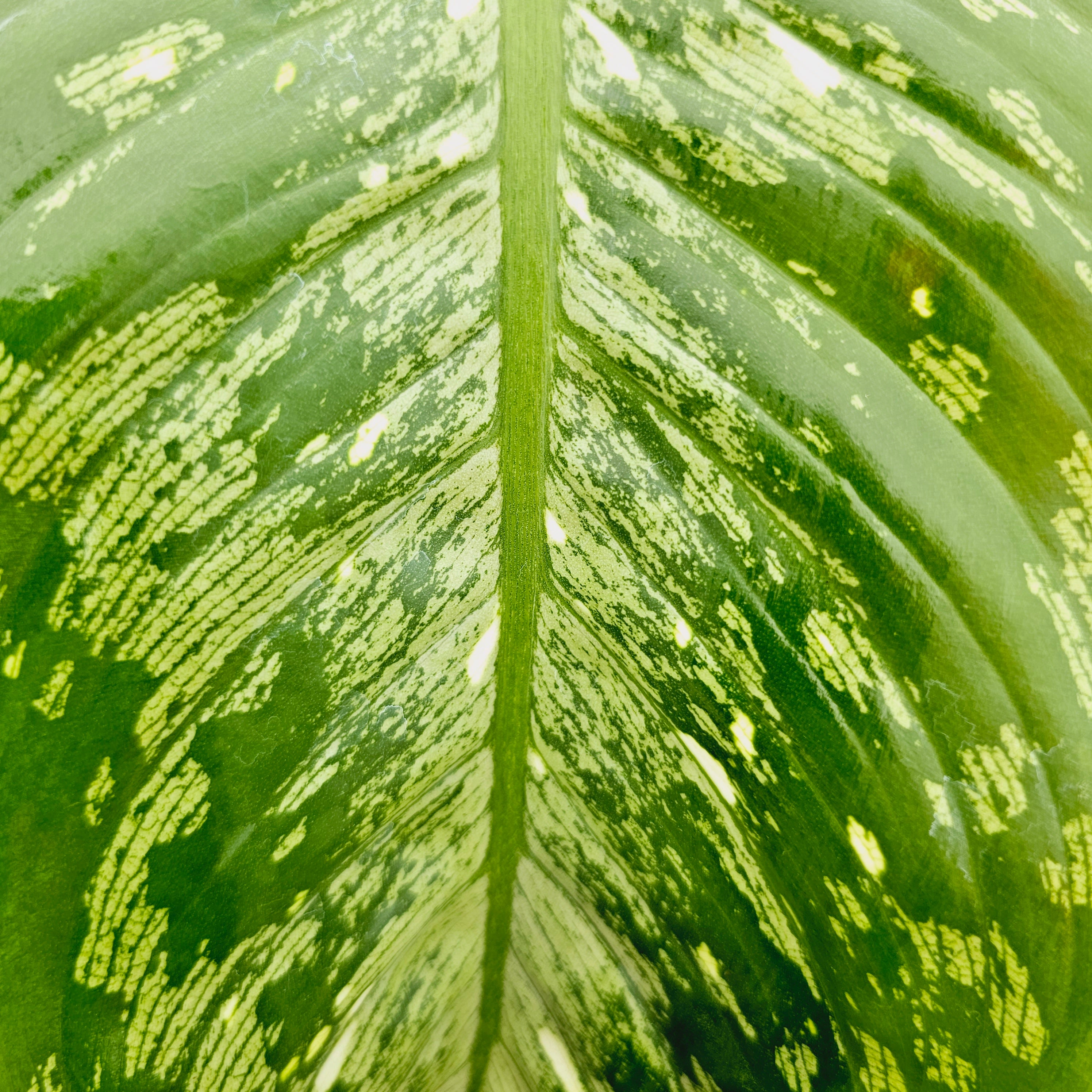 Classic – Enliven Plants