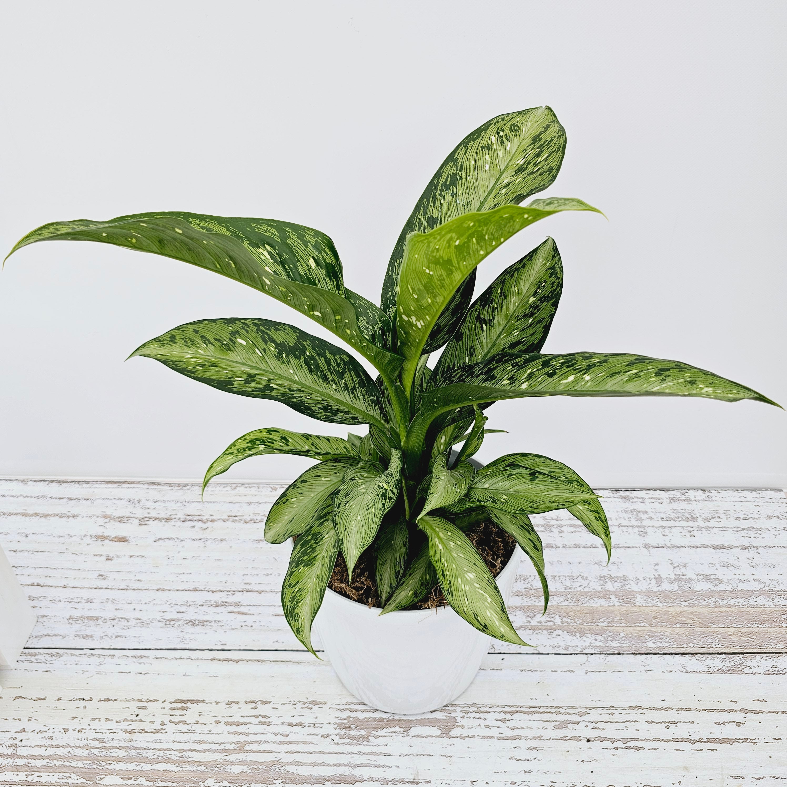Classic – Enliven Plants