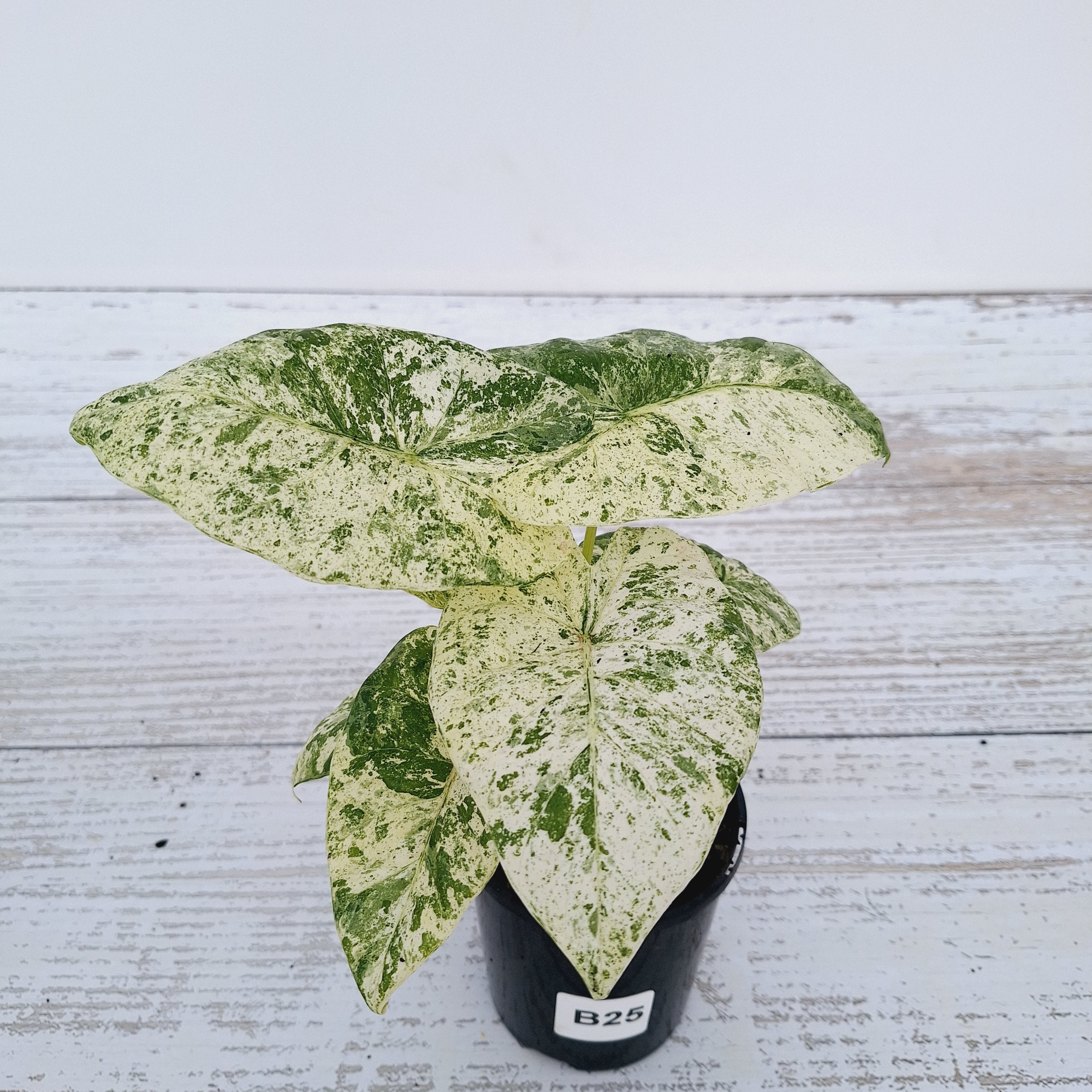 Alocasia odora Batik Variegata – Enliven Plants