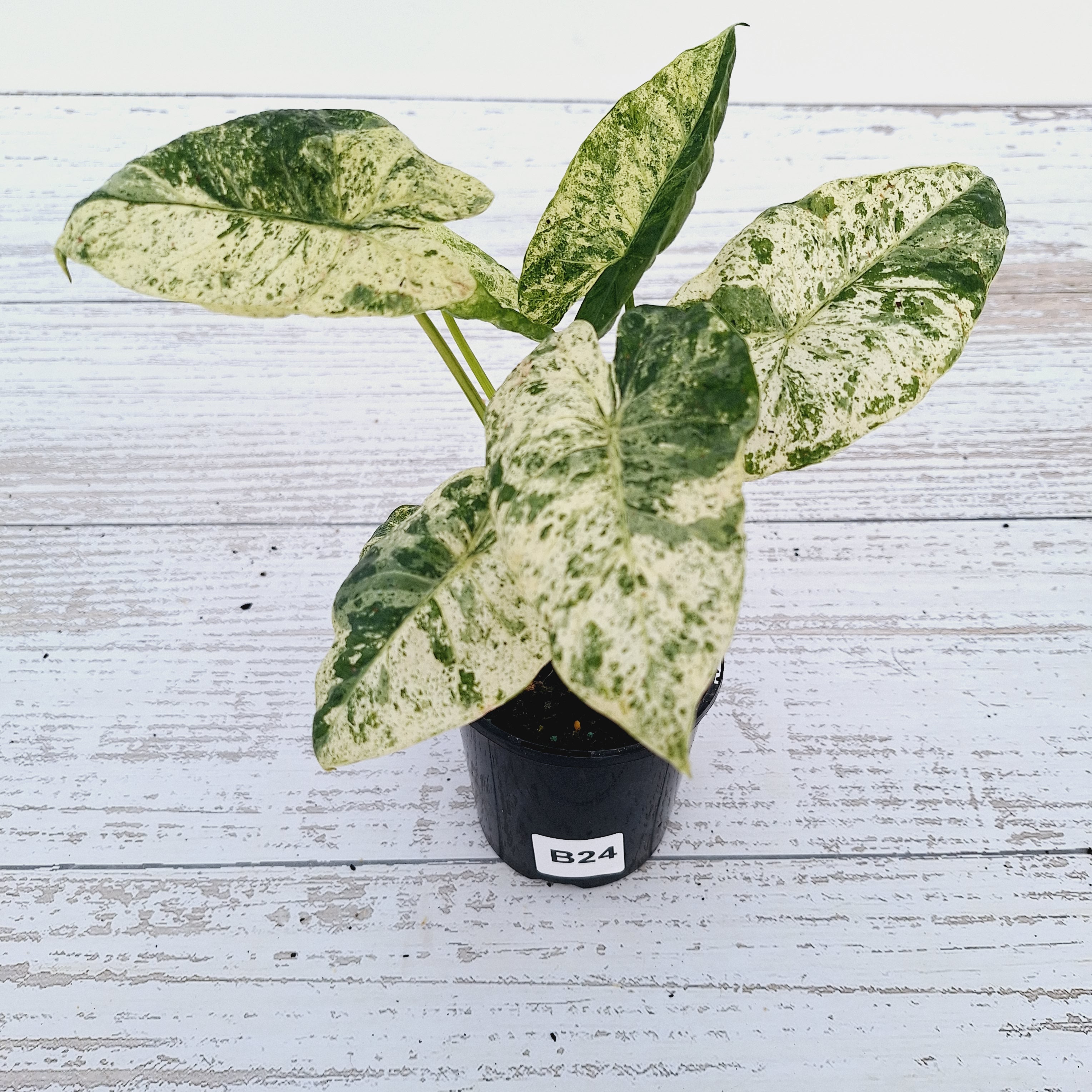 Alocasia odora Batik Variegata – Enliven Plants