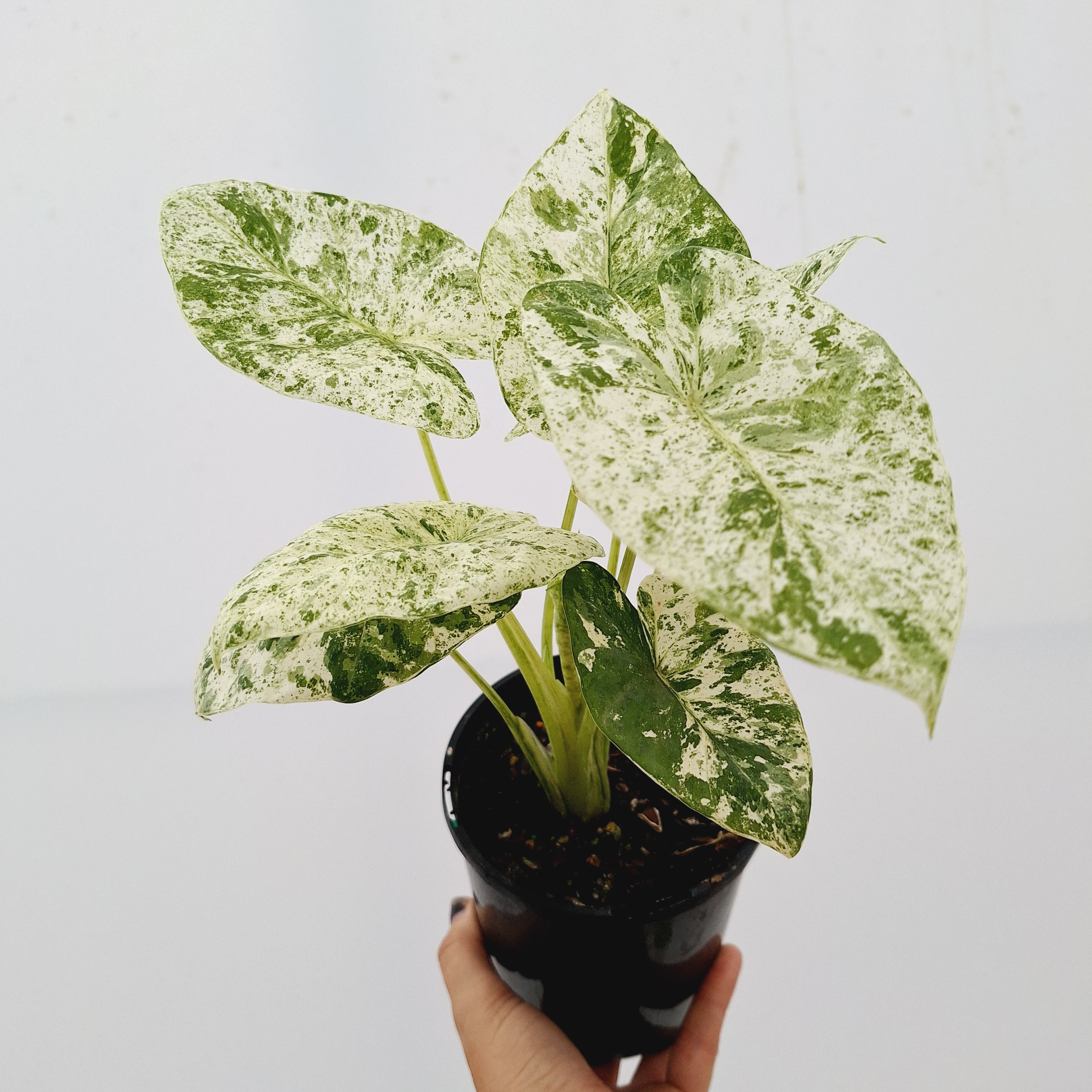 Alocasia odora' Batik ' – Enliven Plants