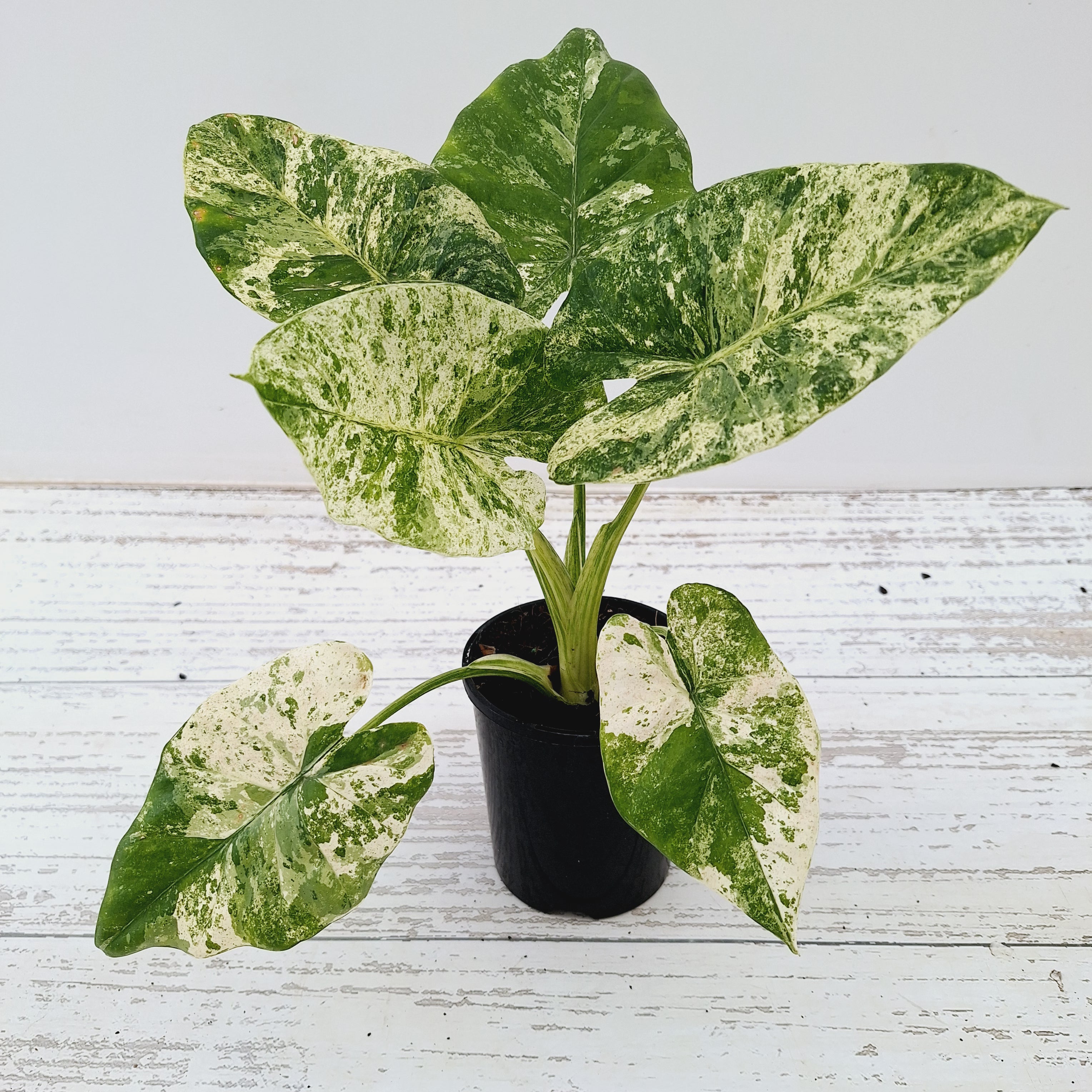 Alocasia odora' Batik ' – Enliven Plants
