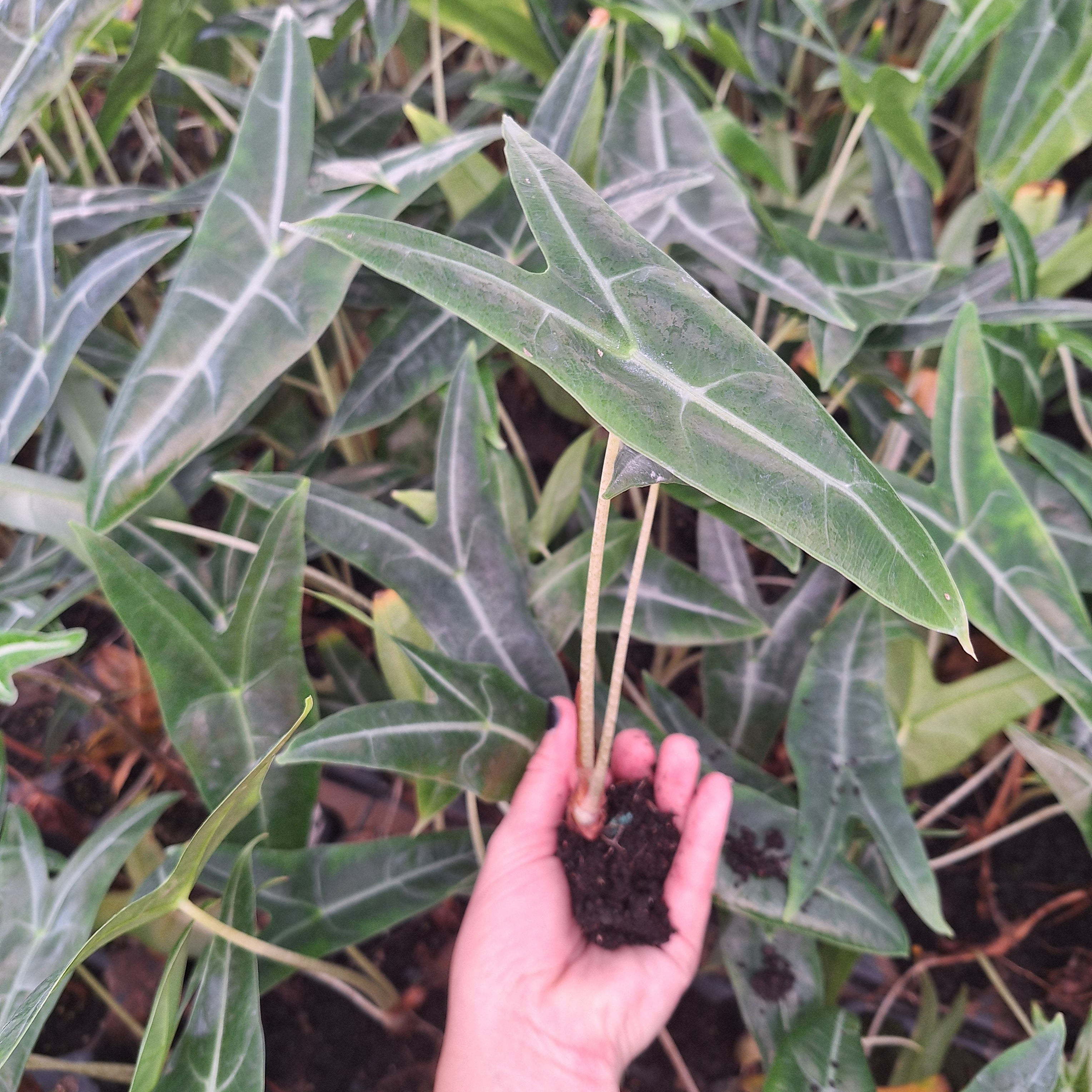 Products – Enliven Plants