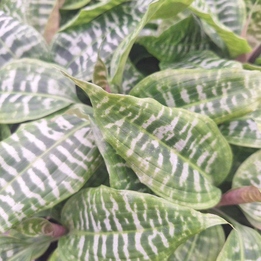 Perfectly Imperfect Plants – Enliven Plants