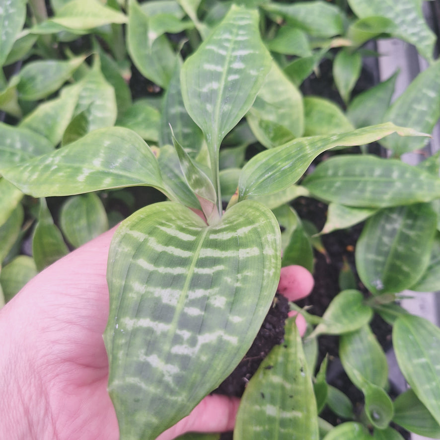 Perfectly Imperfect Plants – Enliven Plants