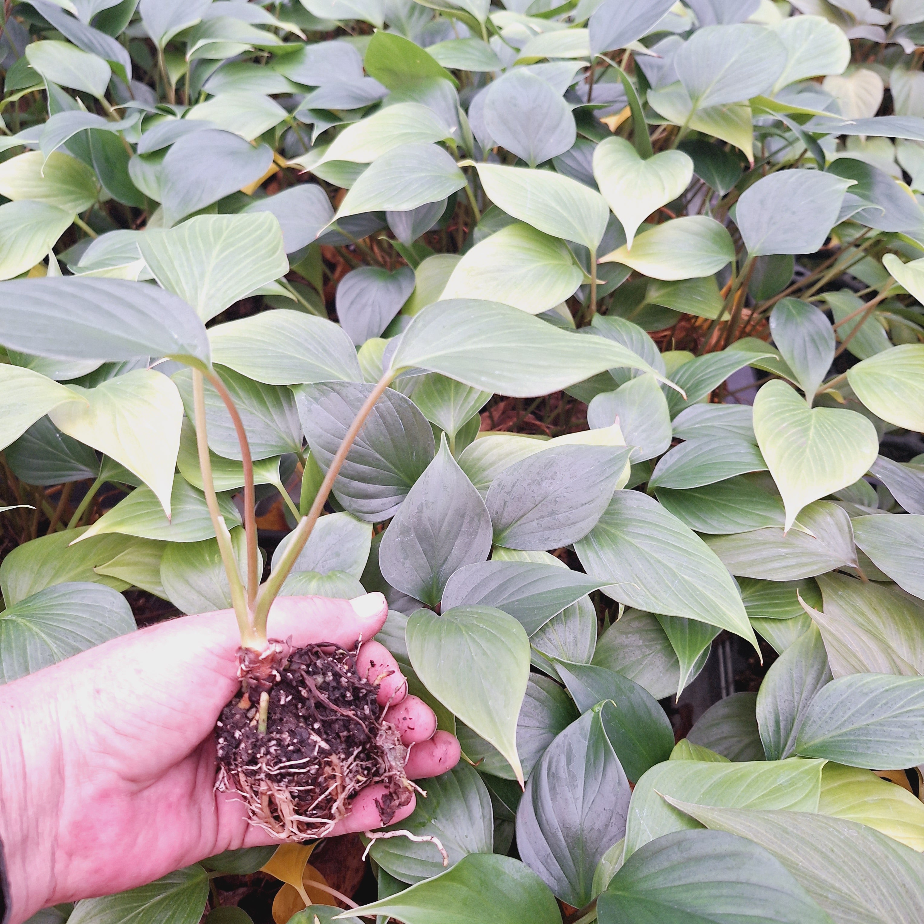 Classic – Enliven Plants
