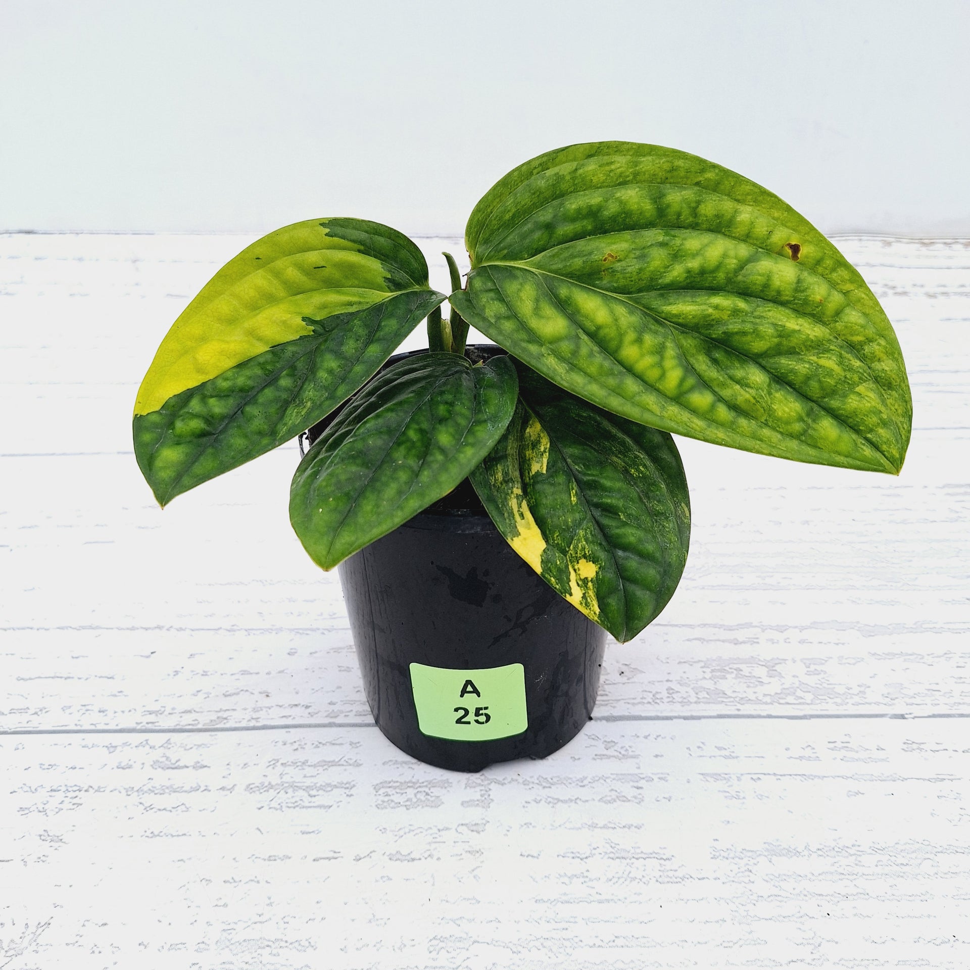 Monstera karstenianum Peru Variegata – Enliven Plants