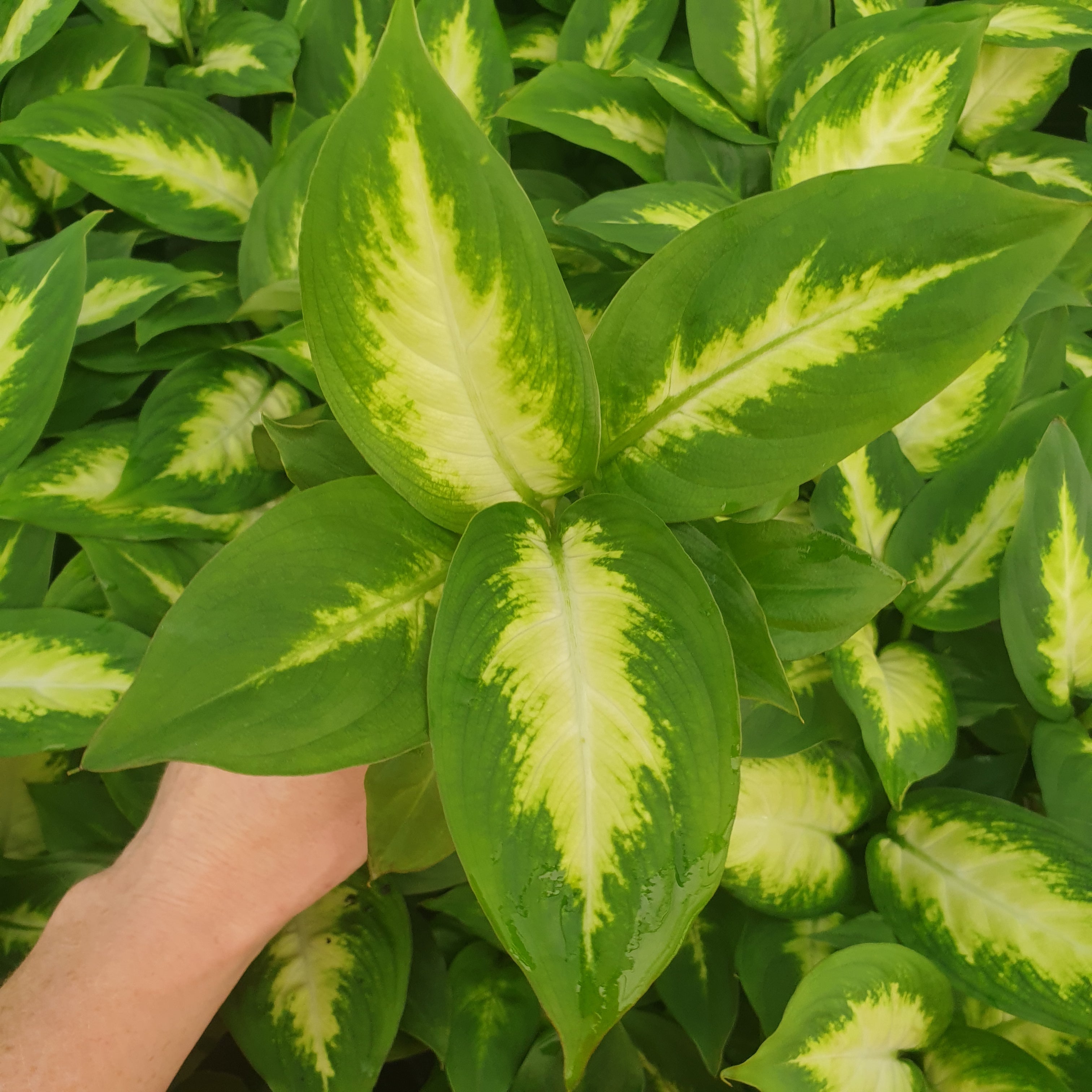 Classic – Enliven Plants