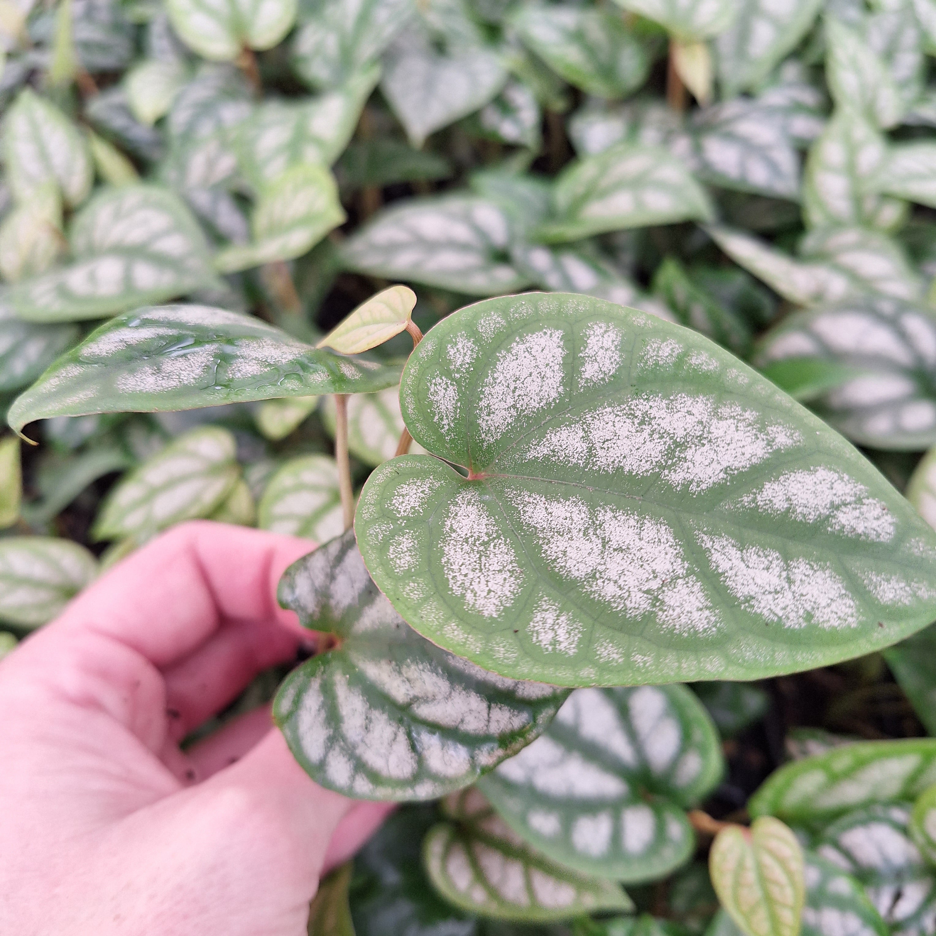 Bare Bottom Baby – Enliven Plants