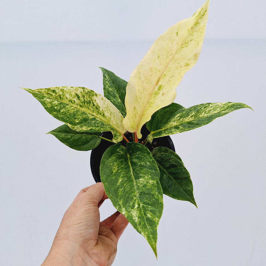 Collector – Enliven Plants