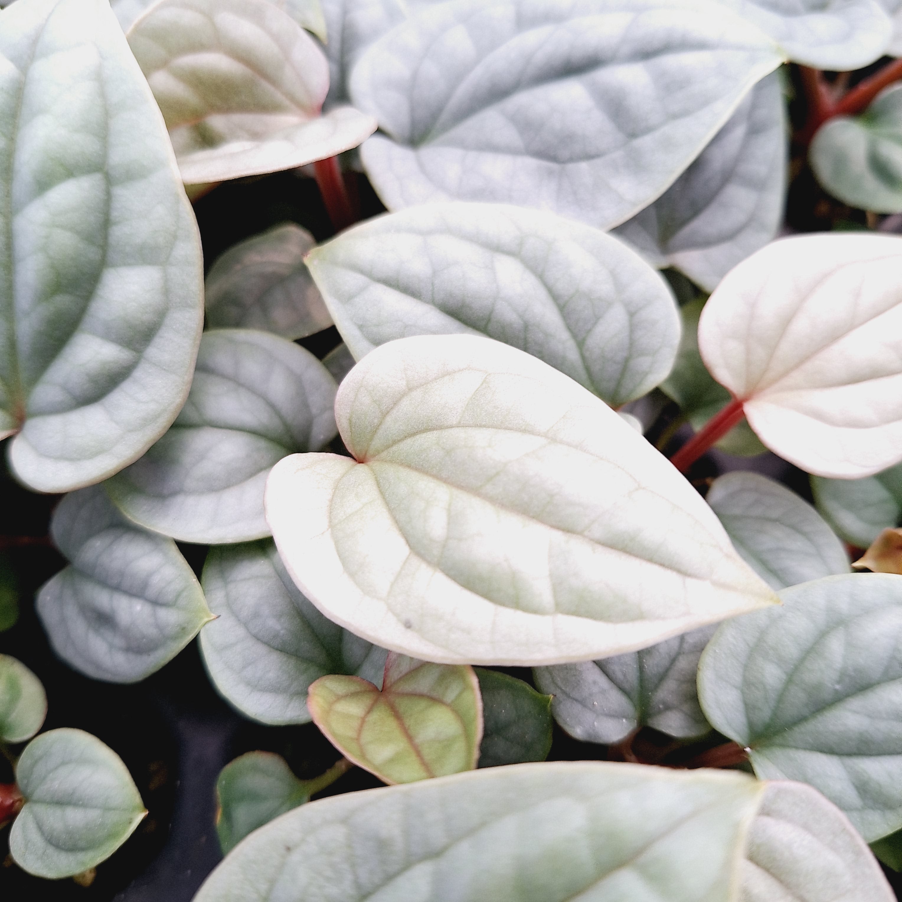 Bare Bottom Baby – Enliven Plants