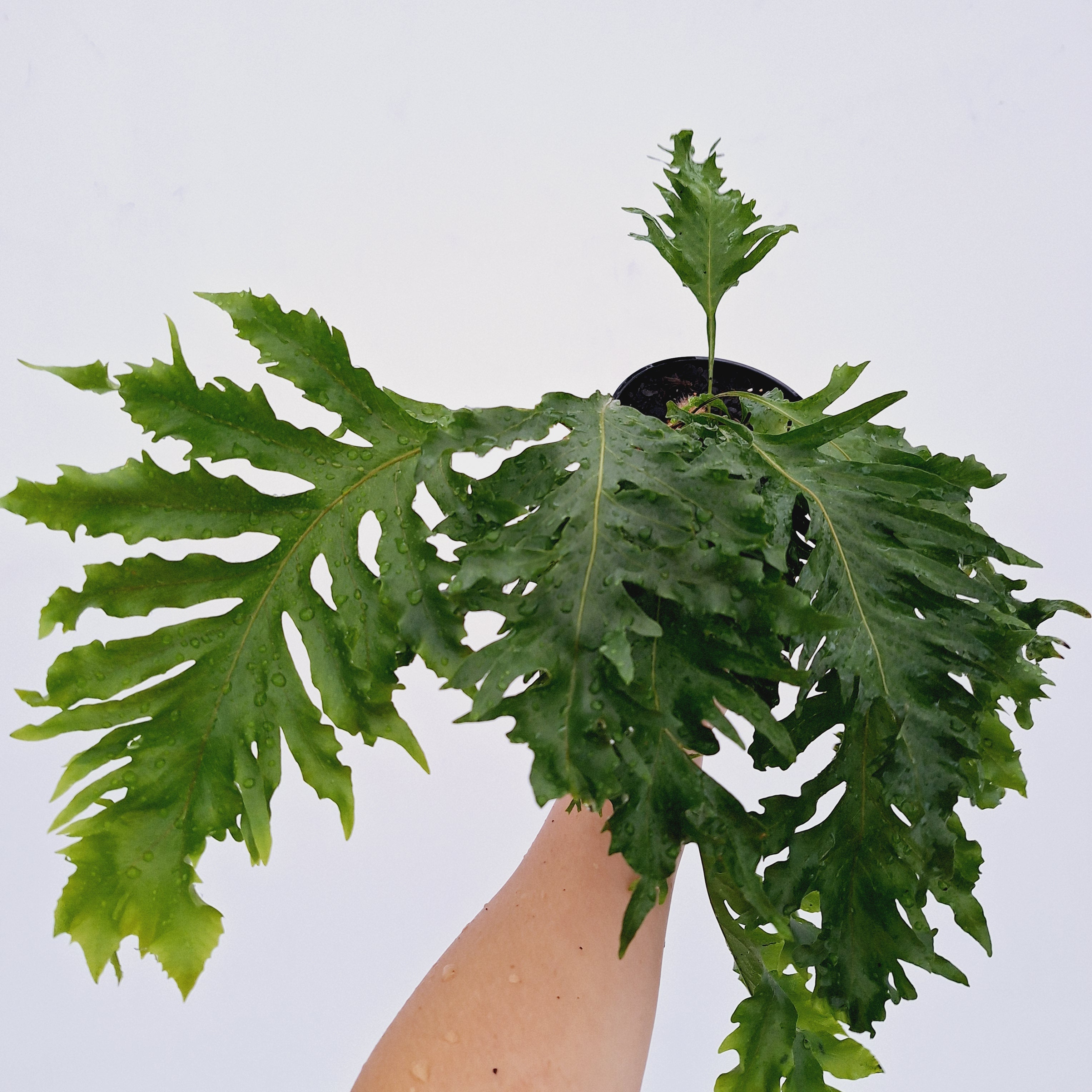 Classic – Enliven Plants