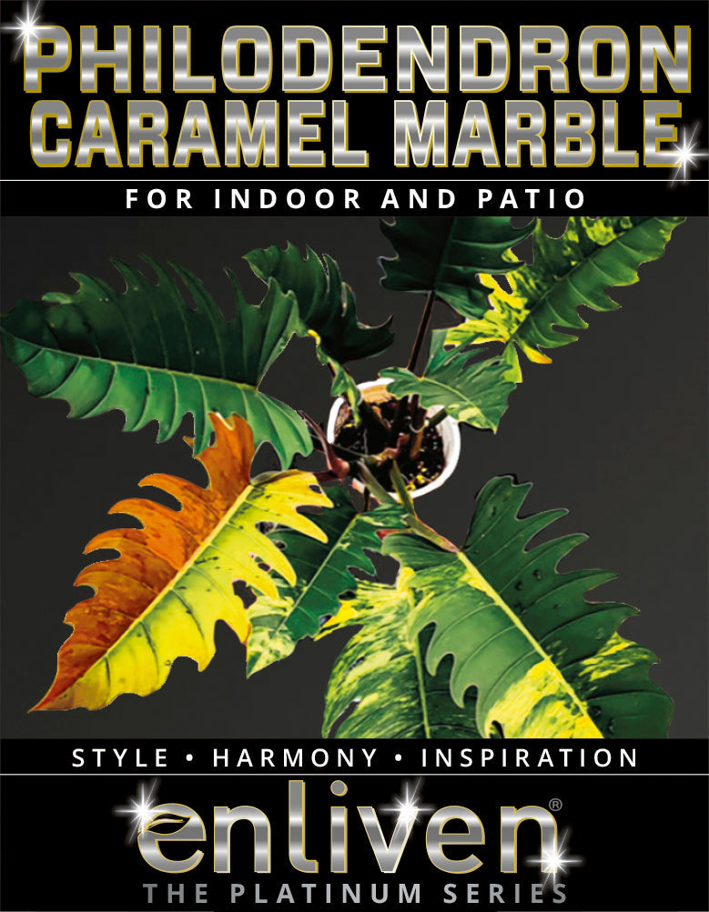 Philodendron serratum Caramel Marble – Enliven Plants