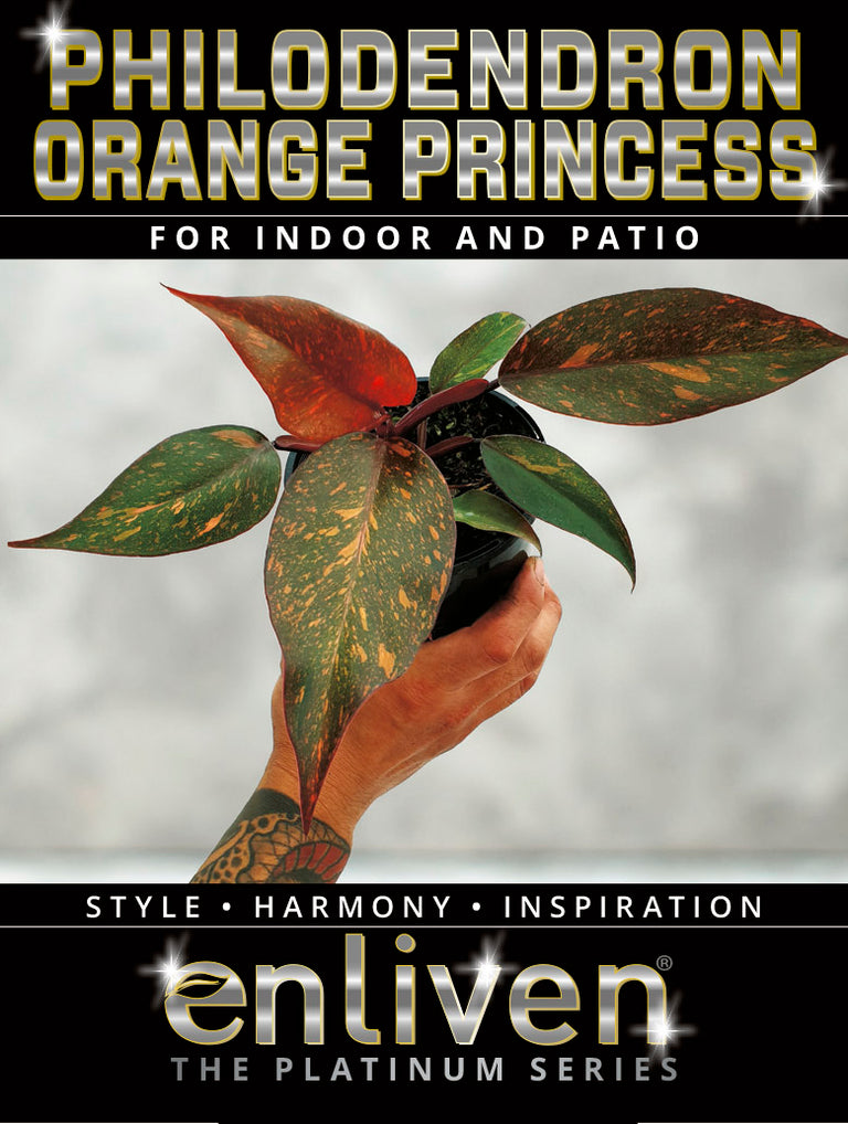 Philodendron 'Orange Princess' – Enliven Plants