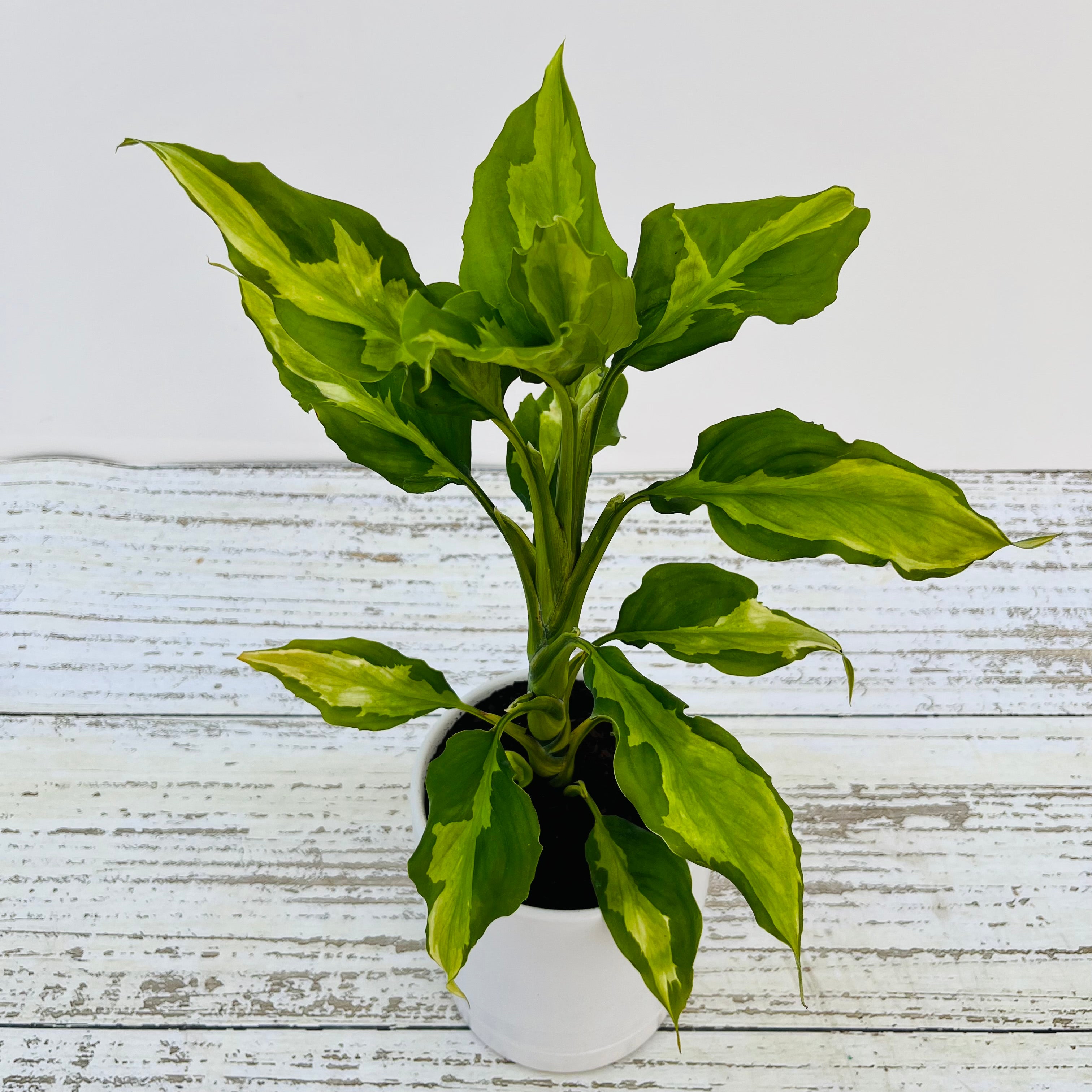 Platinum – Enliven Plants