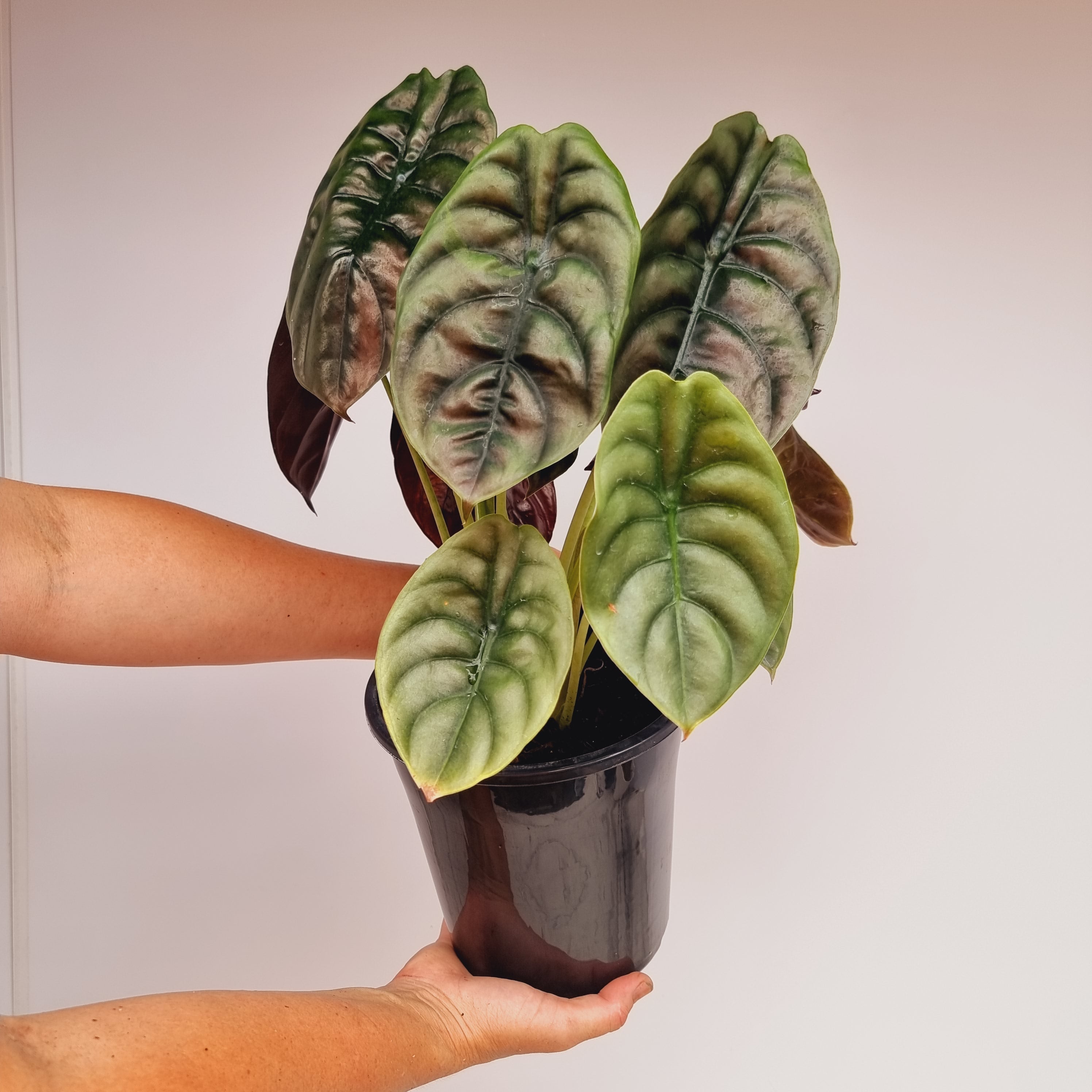 Collector – Enliven Plants