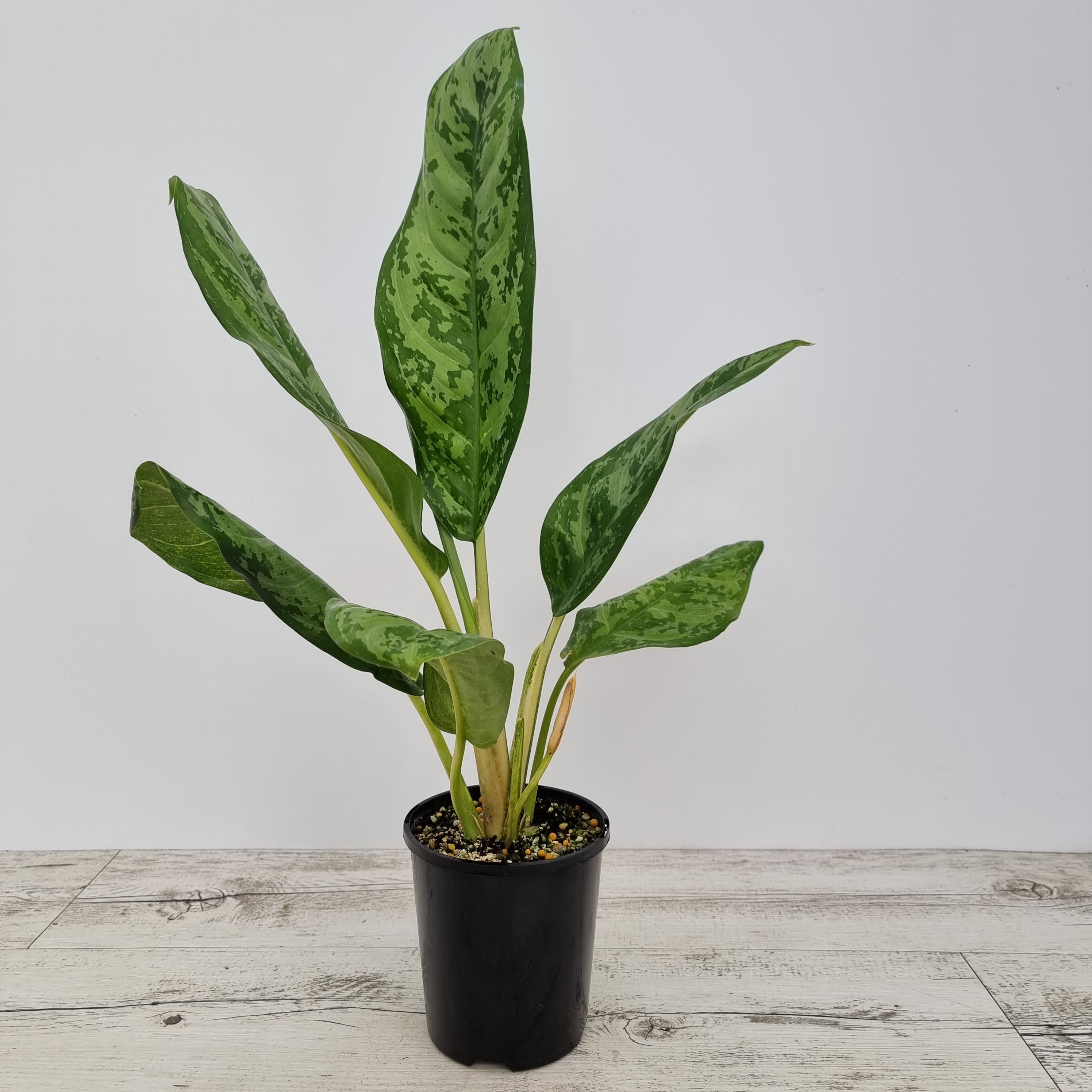 Products – Enliven Plants