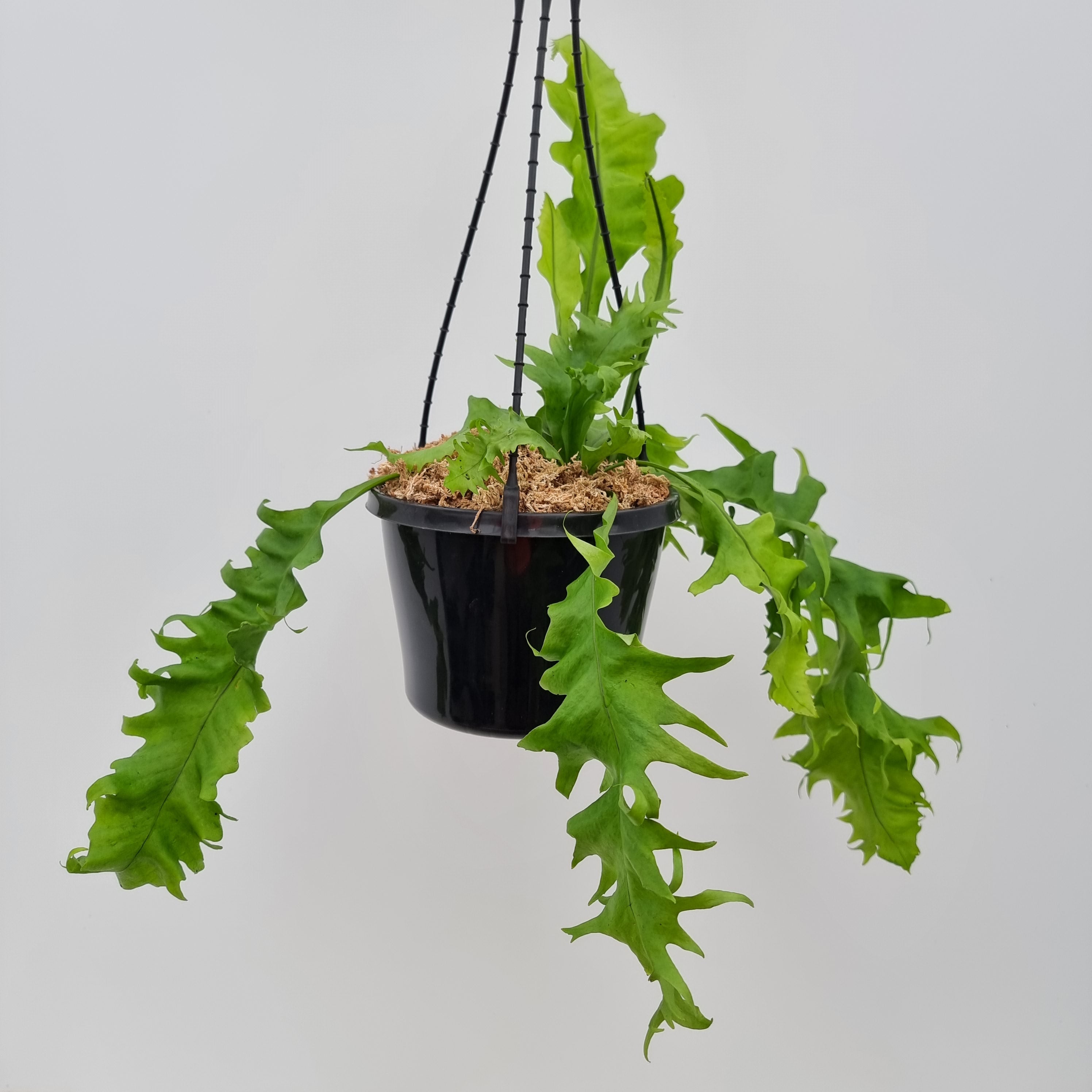 Classic – Enliven Plants