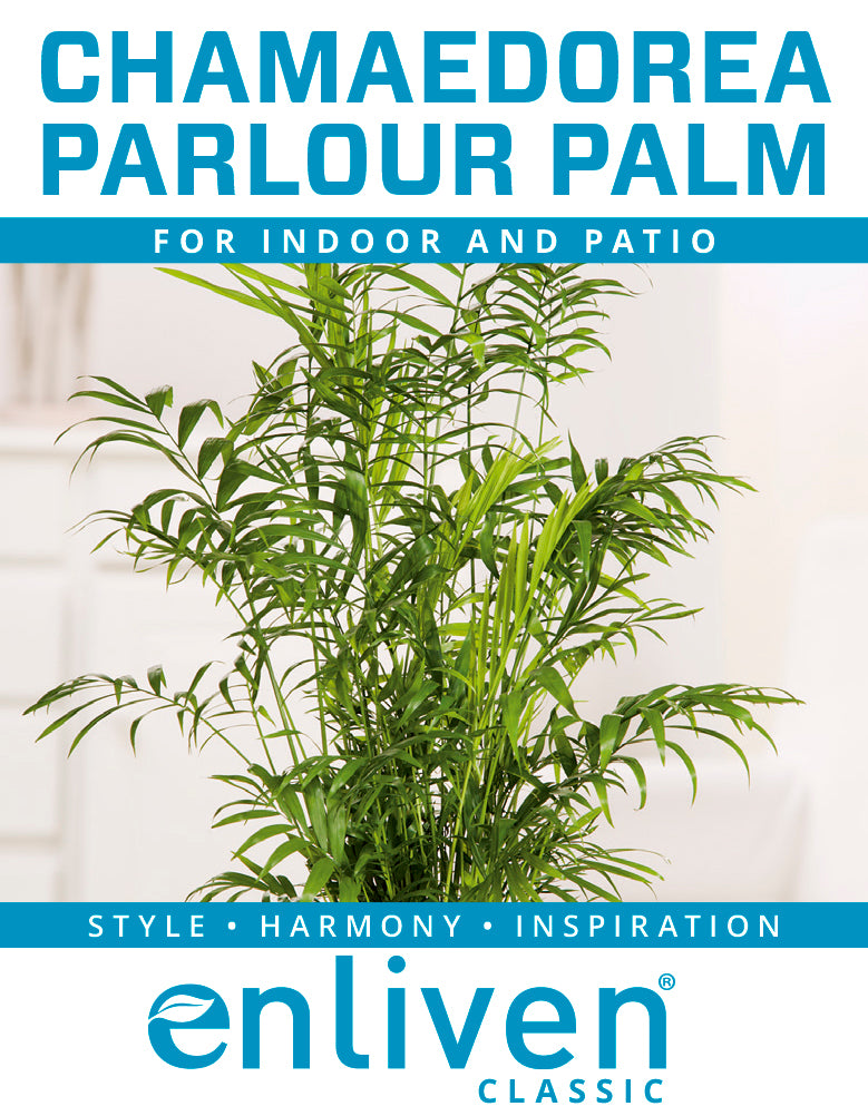 Classic – Enliven Plants
