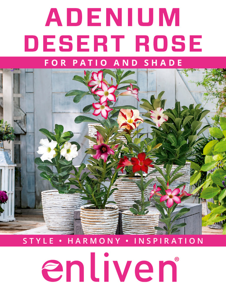 Adenium obesum Desert Rose - – Enliven Plants